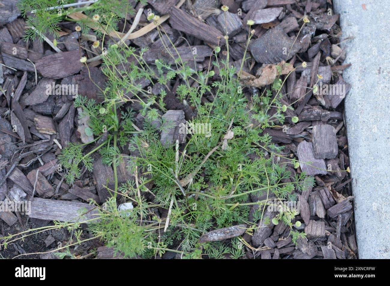 Common Cotula (Cotula australis) Plantae Stock Photo - Alamy