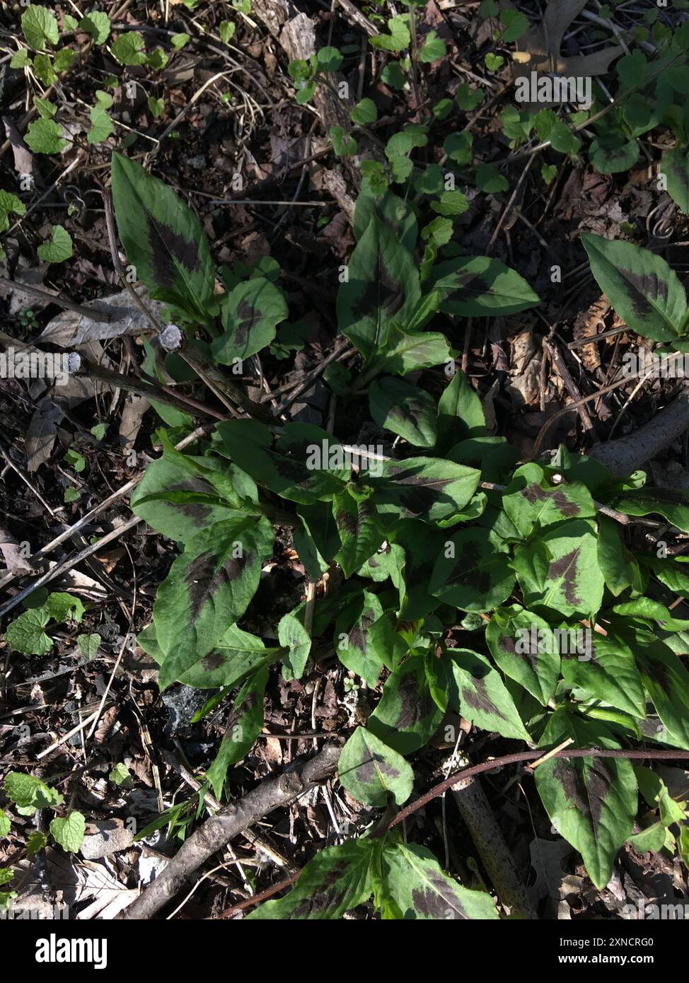 American jumpseed (Persicaria virginiana) Plantae Stock Photo - Alamy