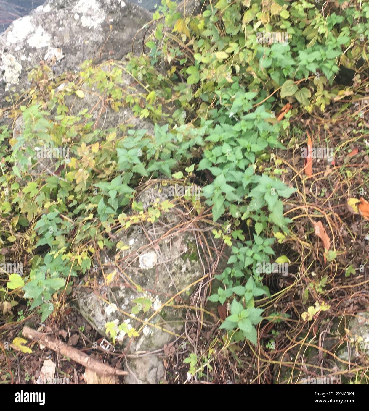 nettle family (Urticaceae) Plantae Stock Photo - Alamy