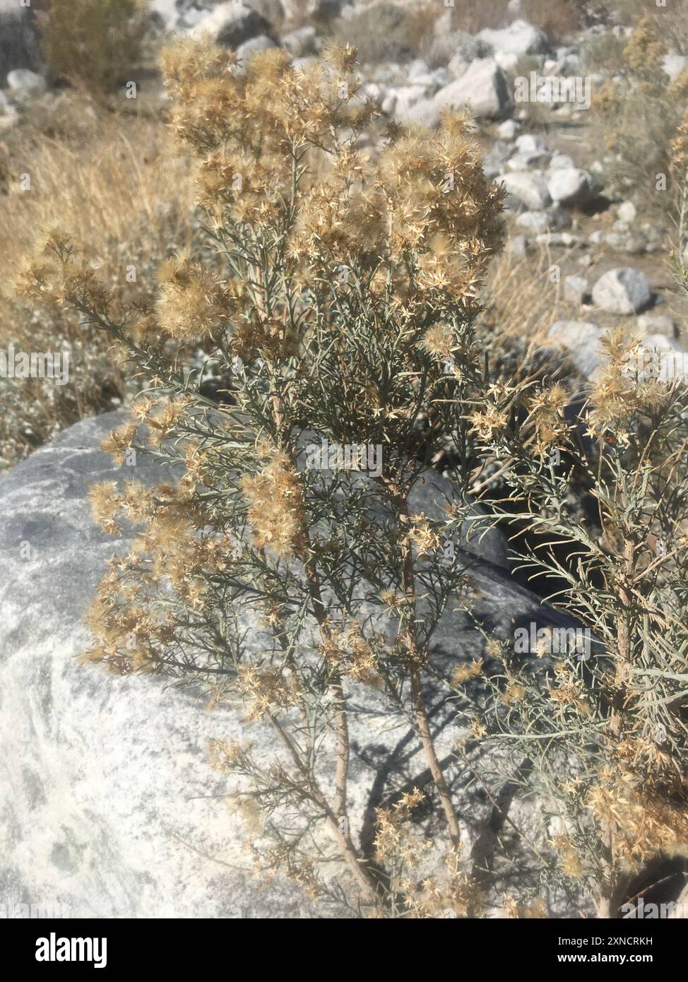 Black-banded Rabbitbrush (Ericameria paniculata) Plantae Stock Photo ...