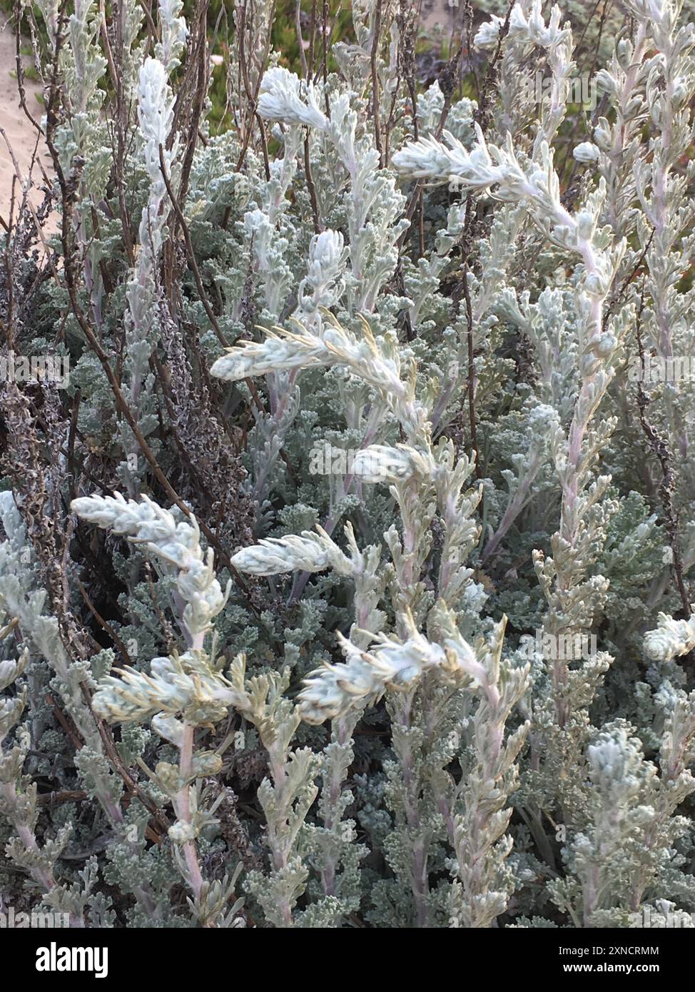 coastal sagewort (Artemisia pycnocephala) Plantae Stock Photo - Alamy