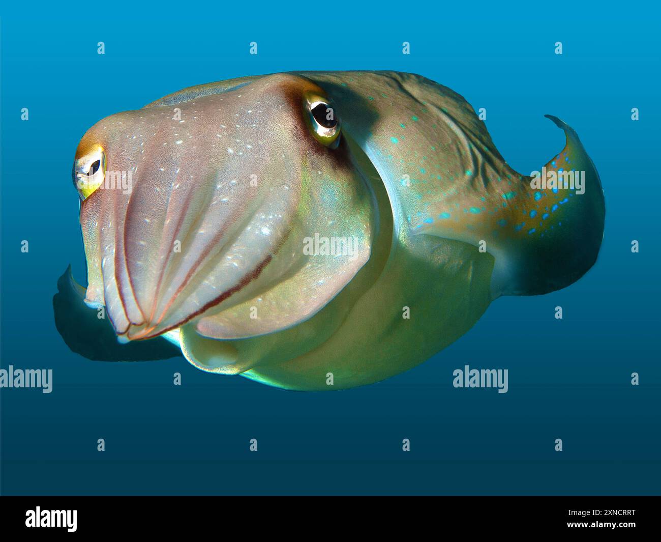 Sepia - Sepia esculenta - isolated against a blue gradient background ...