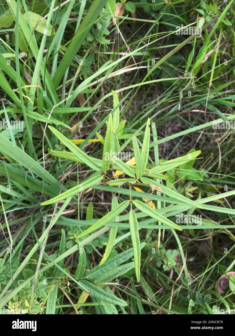 panicled ticktrefoil (Desmodium paniculatum) Plantae Stock Photo - Alamy
