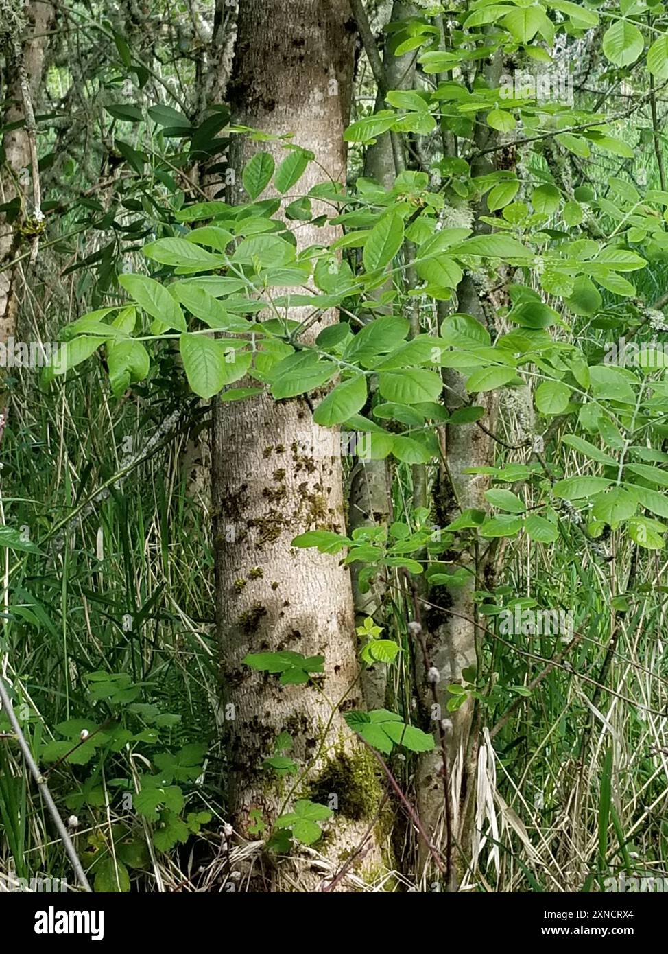 Fraxinus latifolia hi-res stock photography and images - Alamy