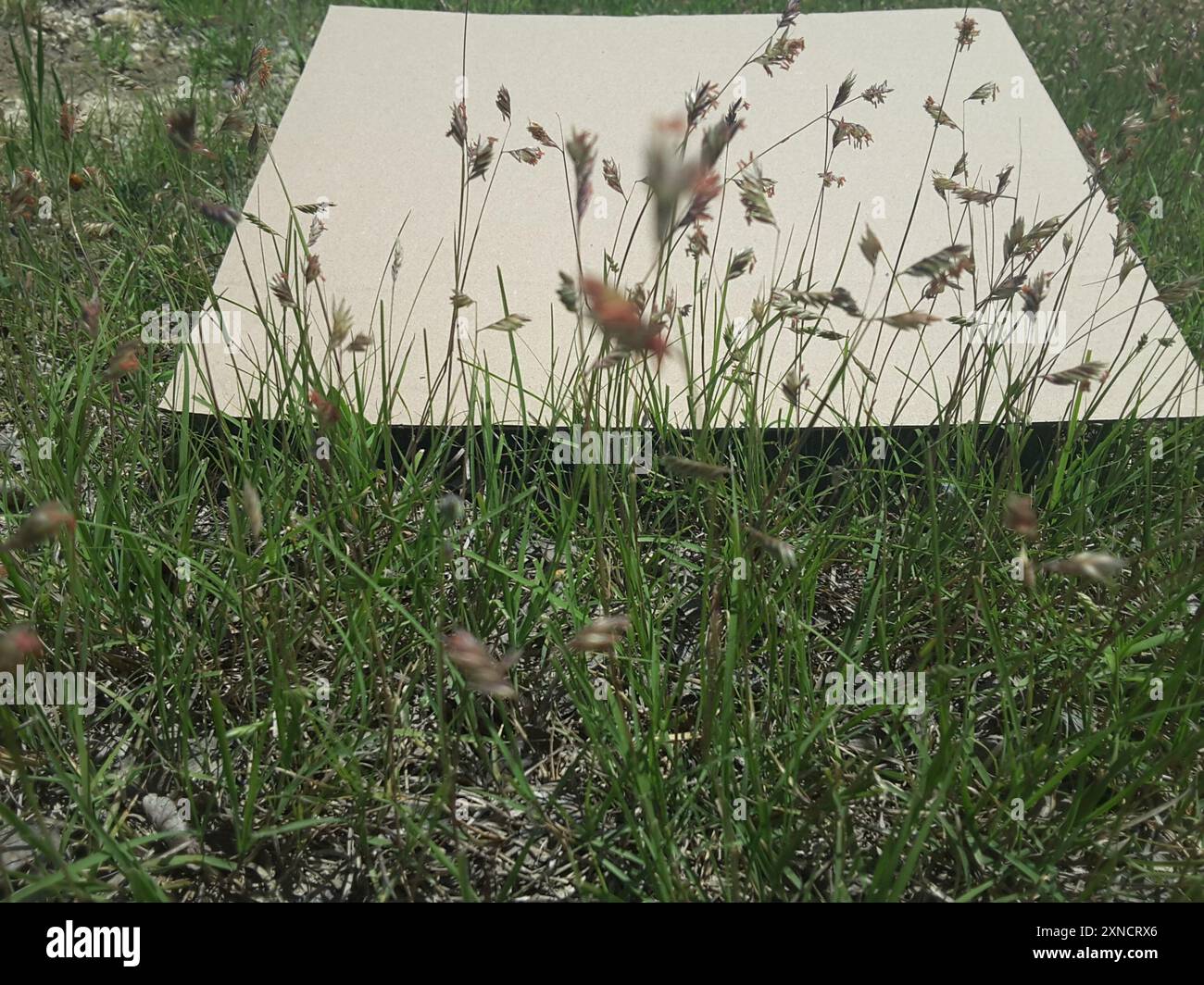 buffalograss (Bouteloua dactyloides) Plantae Stock Photo - Alamy