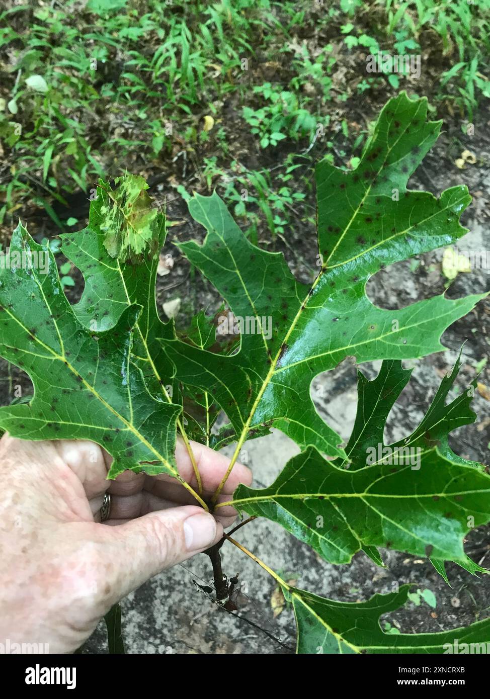 Shumard oak (Quercus shumardii) Plantae Stock Photo - Alamy