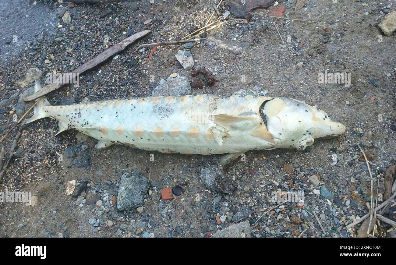 Shortnose Sturgeon (Acipenser brevirostrum) Actinopterygii Stock Photo ...