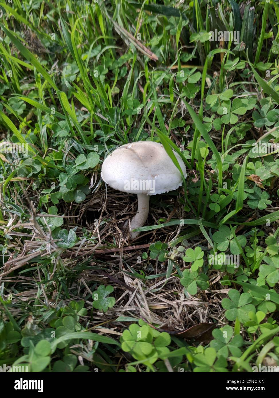 White Dapperling (Leucoagaricus leucothites) Fungi Stock Photo - Alamy