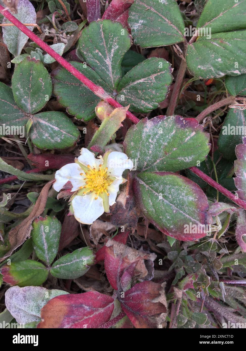 beach strawberry (Fragaria chiloensis) Plantae Stock Photo - Alamy