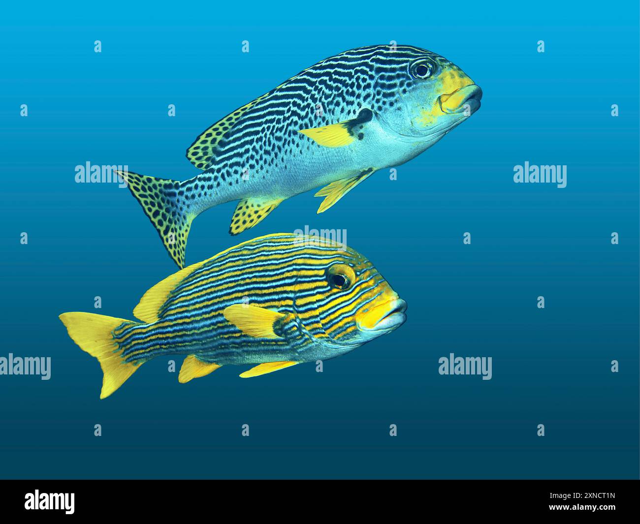 Indonesia collage hi-res stock photography and images - Alamy