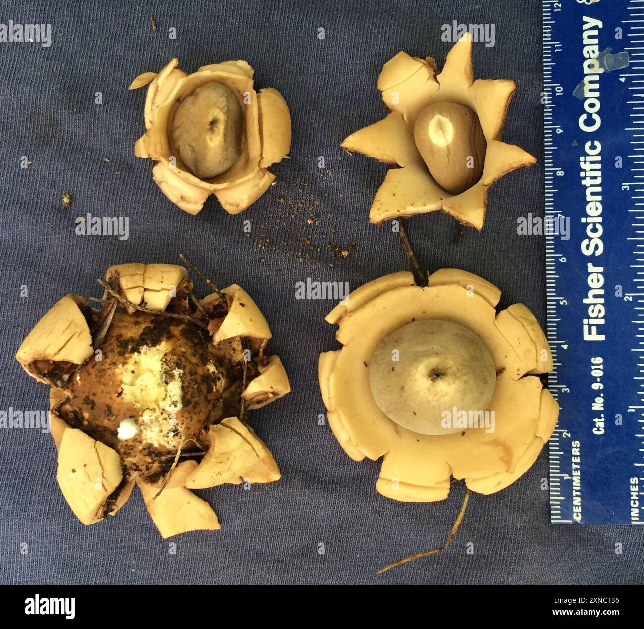 rounded earthstar (Geastrum saccatum) Fungi Stock Photo - Alamy