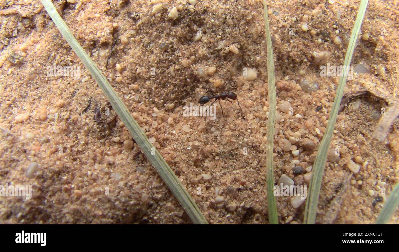 Trailing, Pharaoh, and Timid Ants (Monomorium) Insecta Stock Photo - Alamy