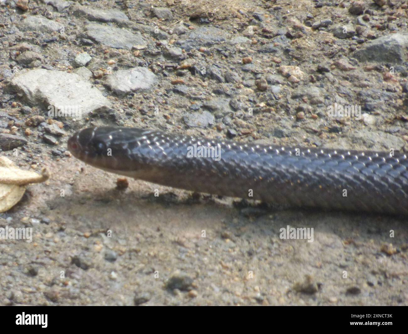 Equatorial Mussurana (Clelia equatoriana) Reptilia Stock Photo - Alamy
