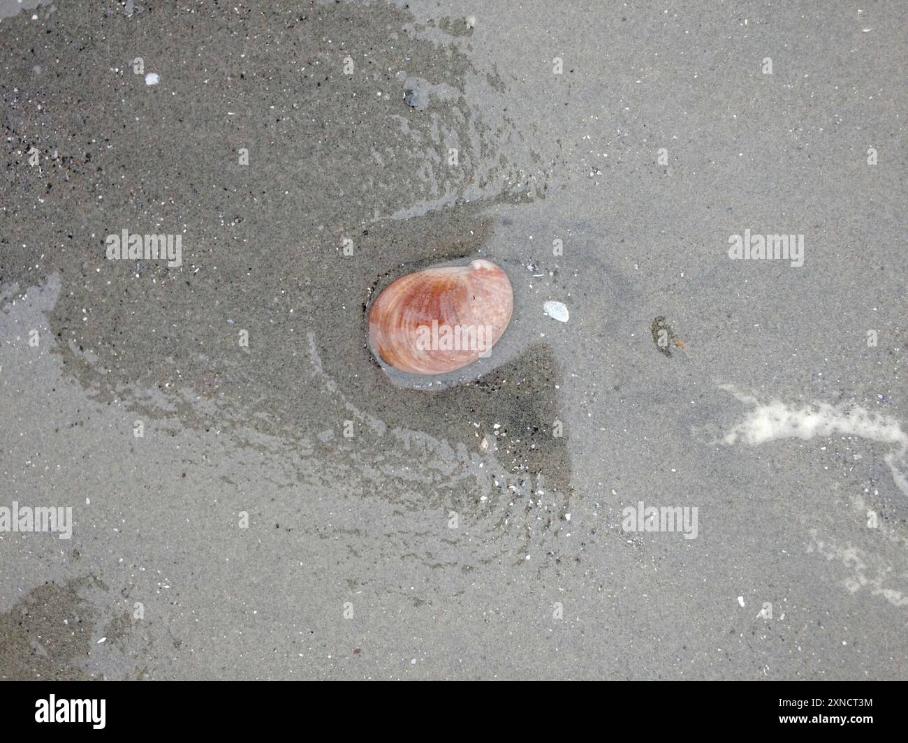 Common Atlantic Slippersnail (Crepidula fornicata) Mollusca Stock Photo ...