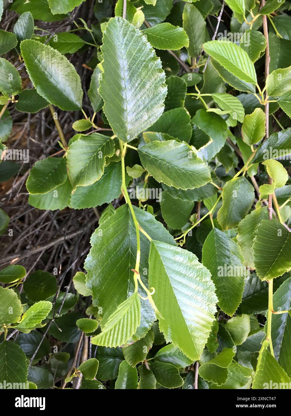 white alder (Alnus rhombifolia) Plantae Stock Photo - Alamy