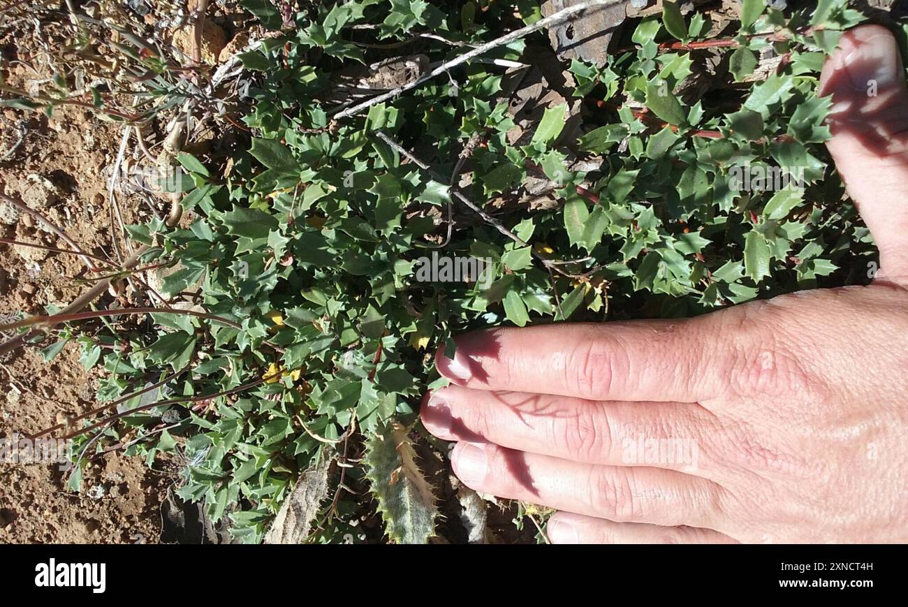 Mahala mat (Ceanothus prostratus) Plantae Stock Photo - Alamy