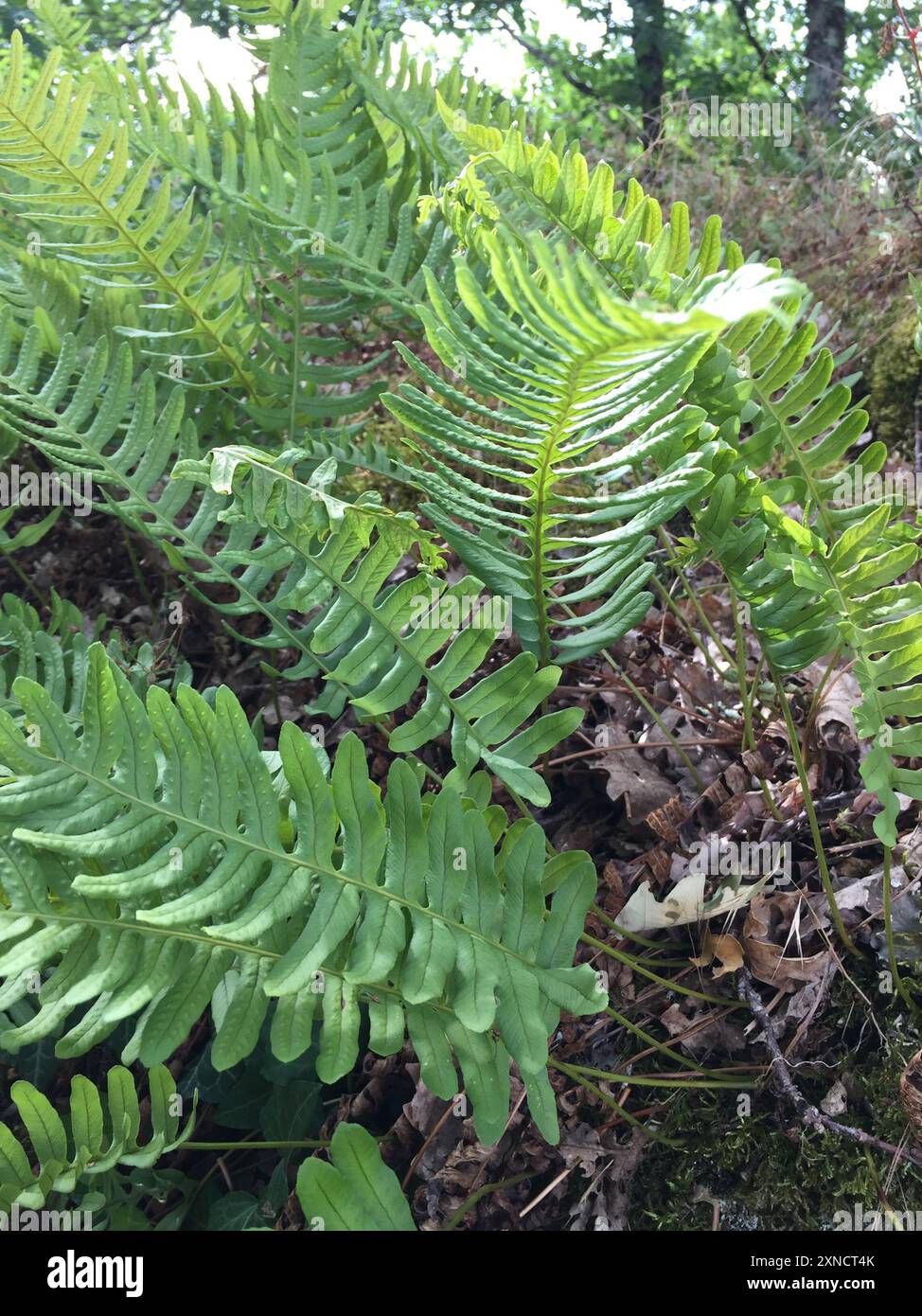 common polypody (Polypodium vulgare) Plantae Stock Photo - Alamy