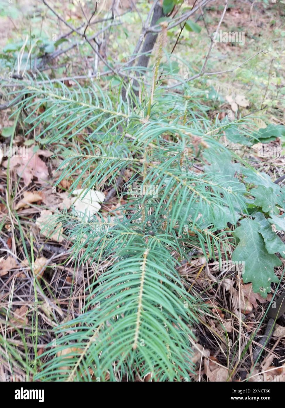 white fir (Abies concolor) Plantae Stock Photo - Alamy