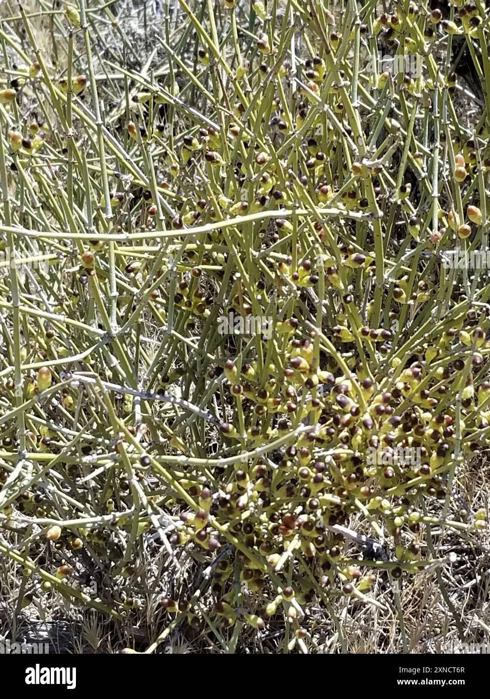 rough jointfir (Ephedra aspera) Plantae Stock Photo - Alamy