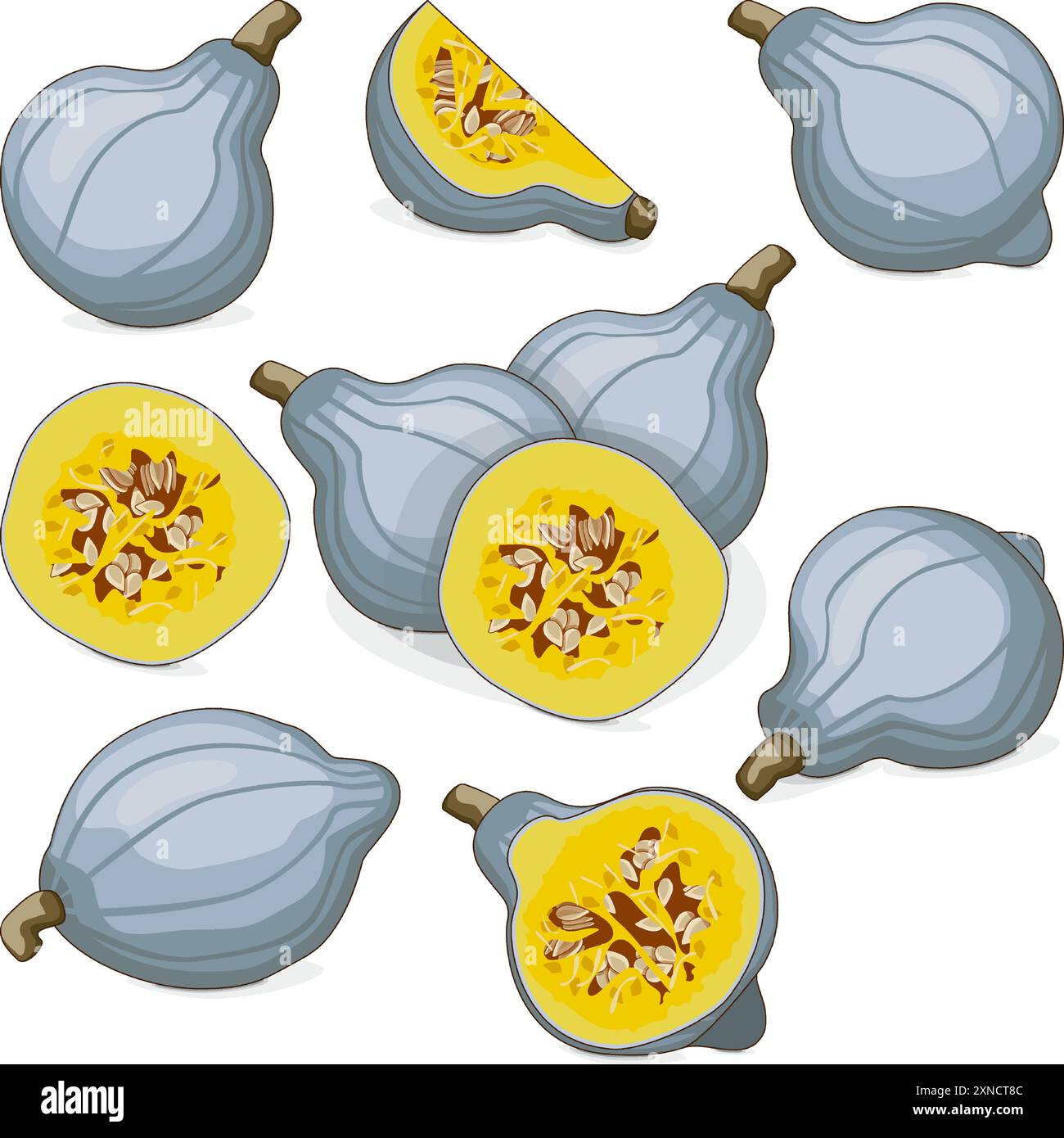Set of Blue hubbard squash. Winter squash. Cucurbita maxima. Fruits and ...