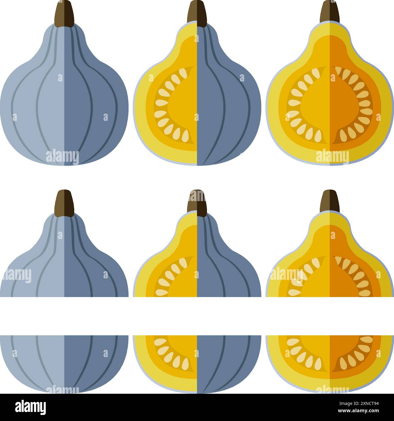 Set of Blue hubbard squash. Winter squash. Cucurbita maxima. Fruits and ...