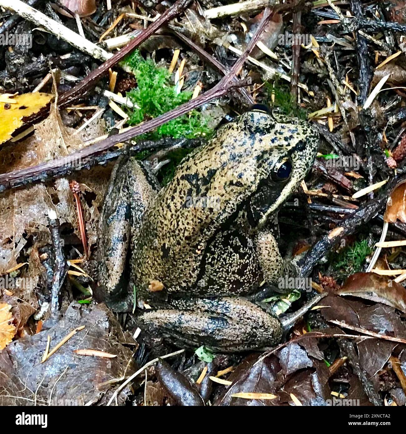 Northern Red-legged Frog (Rana aurora) Amphibia Stock Photo - Alamy