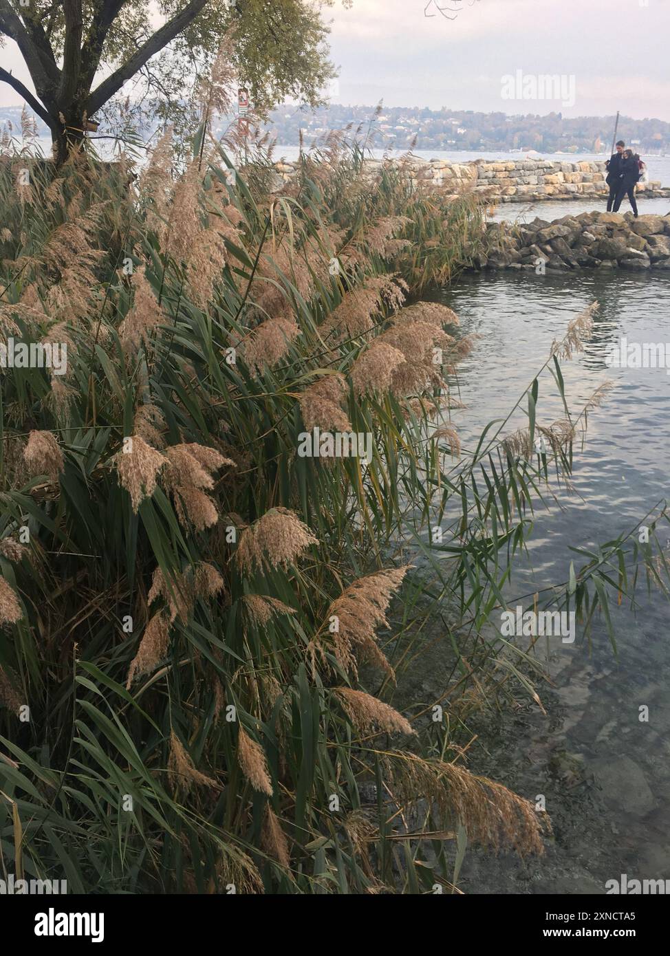 common reed (Phragmites australis) Plantae Stock Photo - Alamy