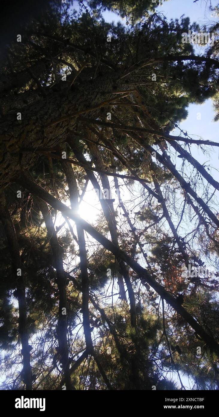 Monterey pine (Pinus radiata) Plantae Stock Photo - Alamy