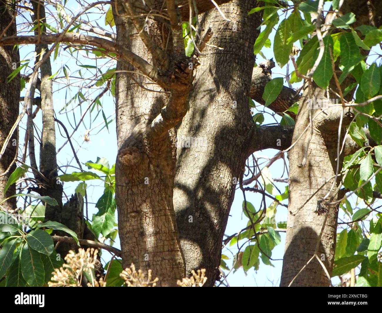 Mahua longifolia hi-res stock photography and images - Alamy