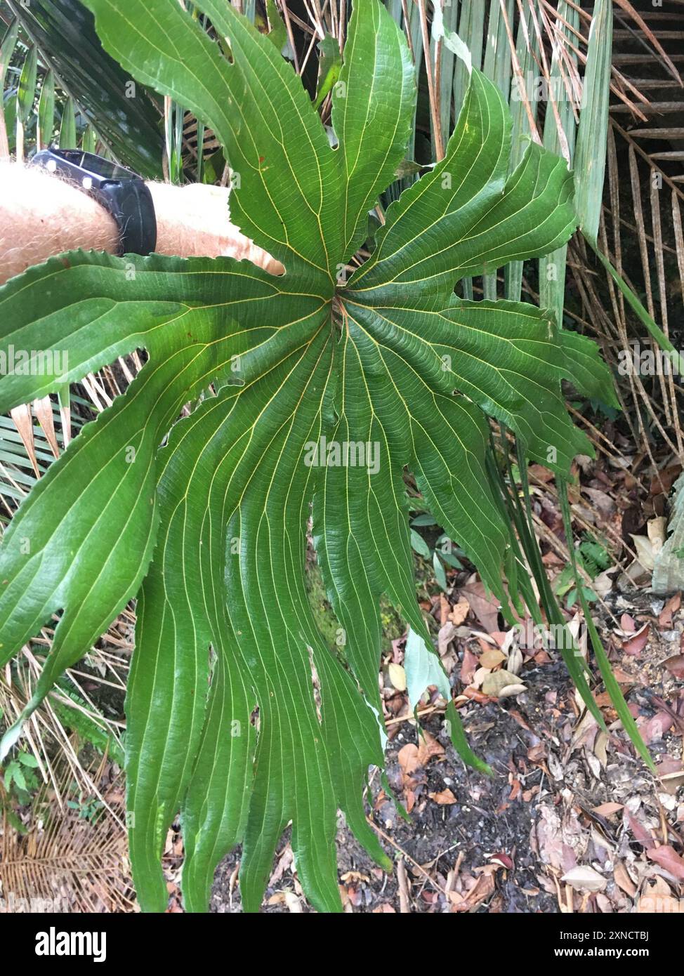 Dipteris fern hi-res stock photography and images - Alamy