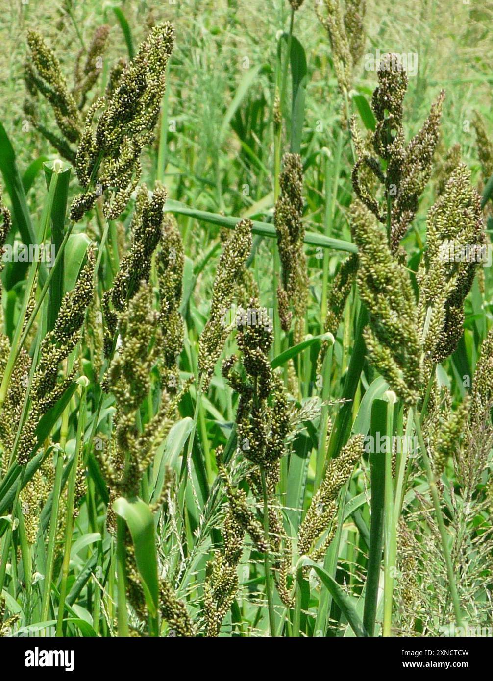 Japanese Millet (Echinochloa esculenta) Plantae Stock Photo - Alamy