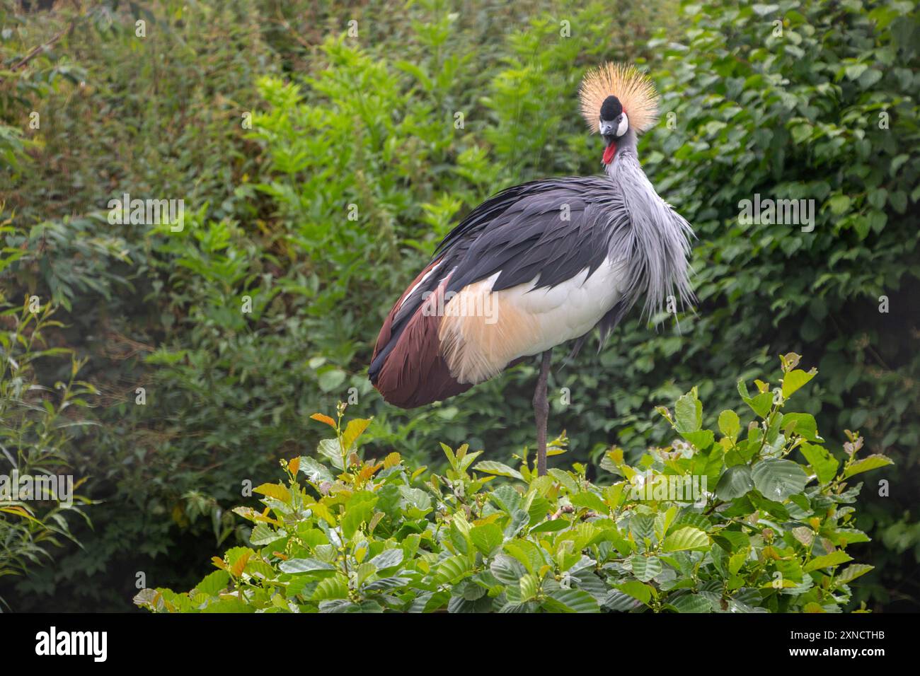Grey crowned crane (Balearica regulorum), bird perching on a tree ...