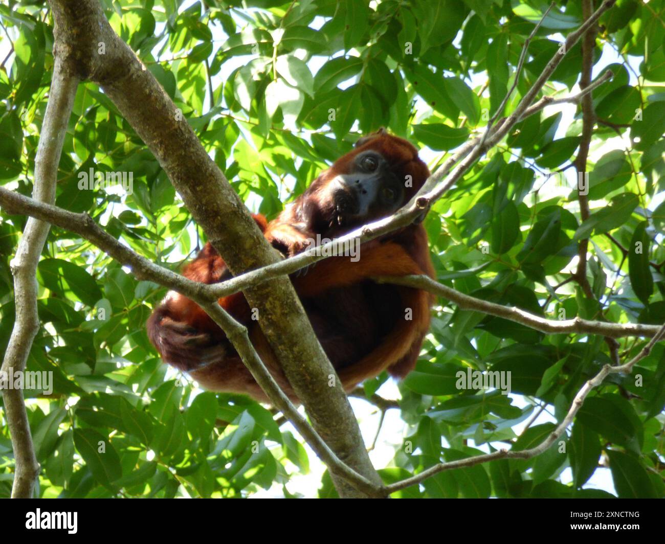 Colombian red howler monkey hi-res stock photography and images - Alamy