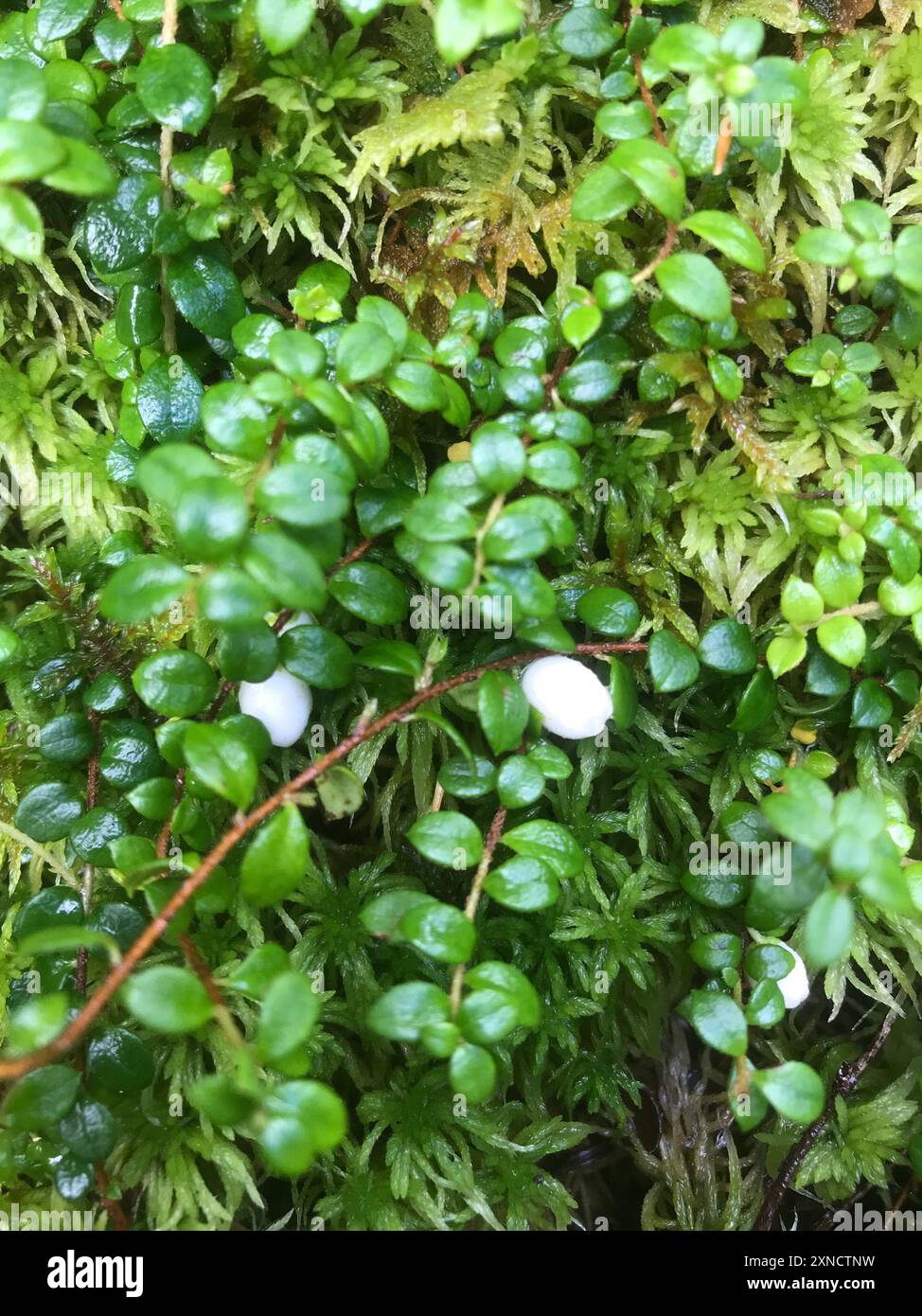 creeping snowberry (Gaultheria hispidula) Plantae Stock Photo - Alamy