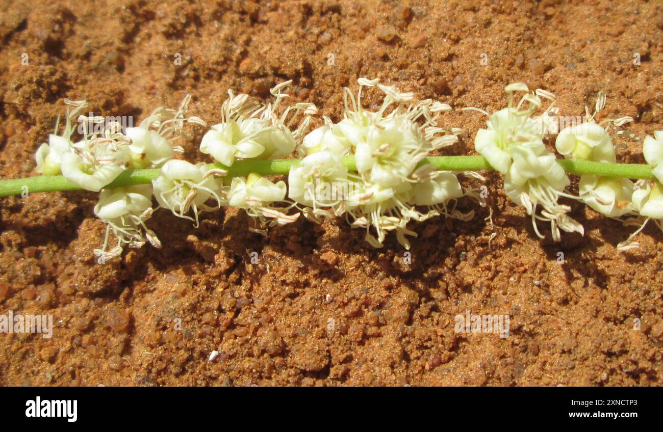 wild syringa (Burkea africana) Plantae Stock Photo - Alamy