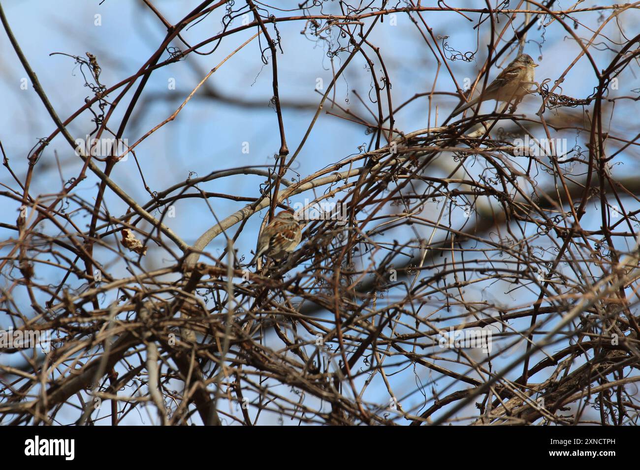 American Tree Sparrow (Spizelloides arborea) Aves Stock Photo - Alamy