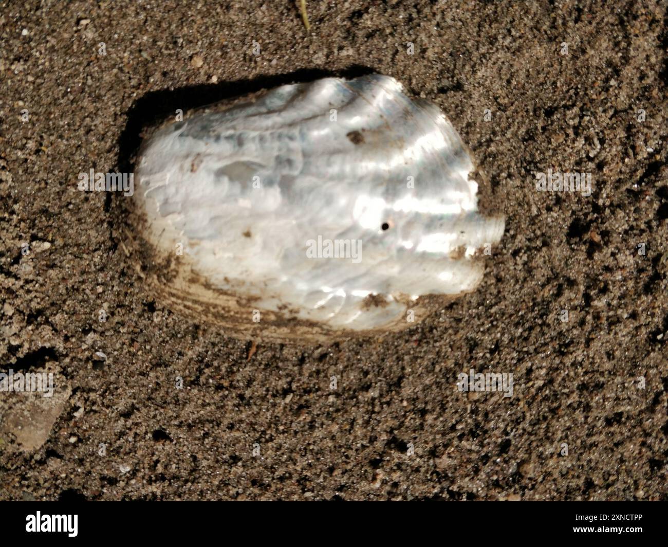 Three-ridge Mussel (Amblema plicata) Mollusca Stock Photo - Alamy