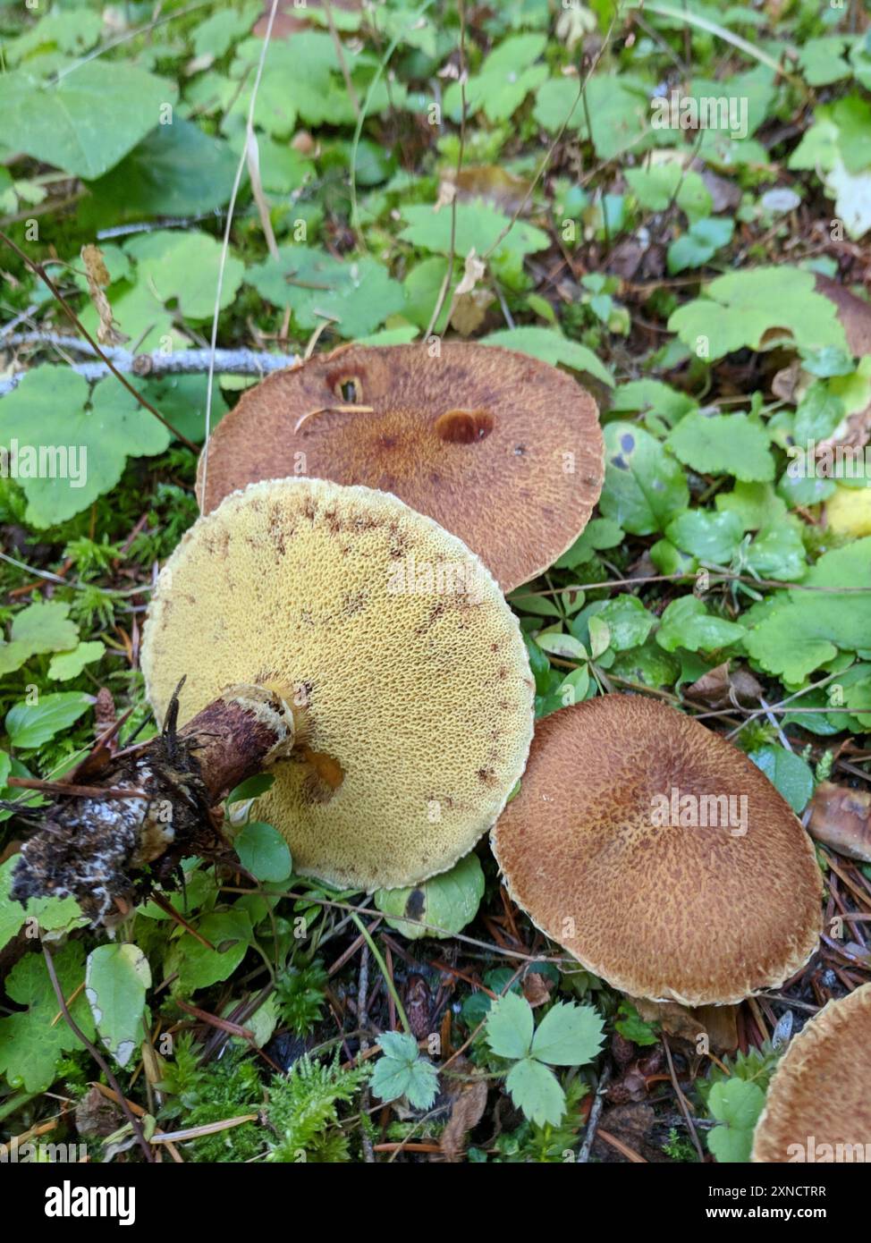 Western Painted Suillus (Suillus lakei) Fungi Stock Photo - Alamy