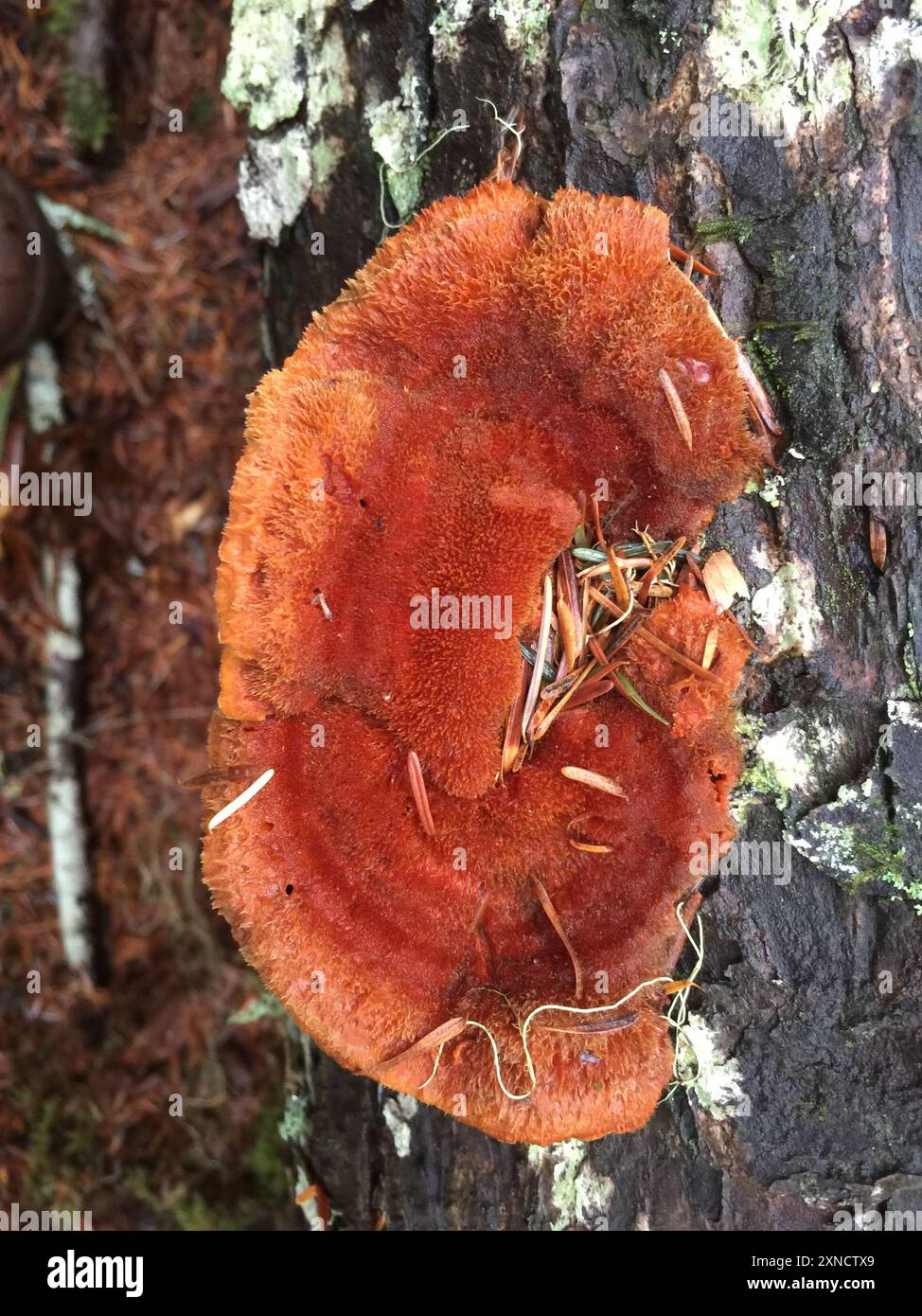 (Pycnoporellus fulgens) Fungi Stock Photo - Alamy