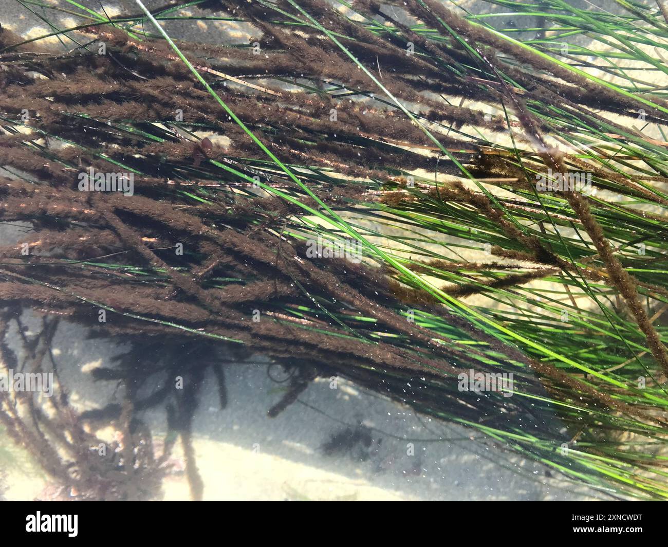 seagrass laver (Smithora naiadum) Plantae Stock Photo - Alamy