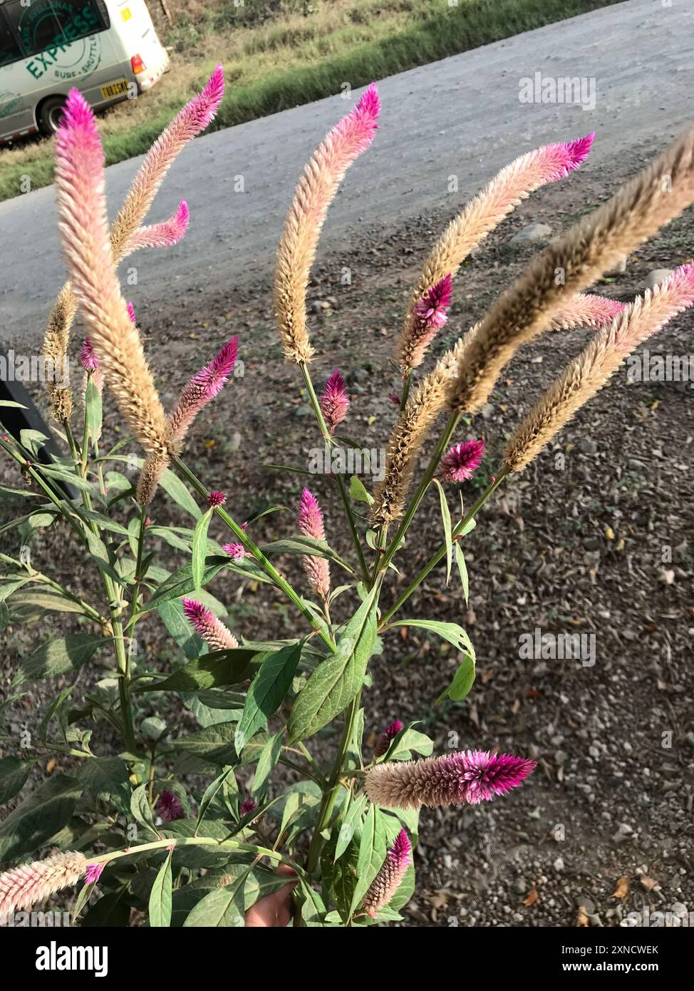 Quail Grass (Celosia argentea) Plantae Stock Photo - Alamy