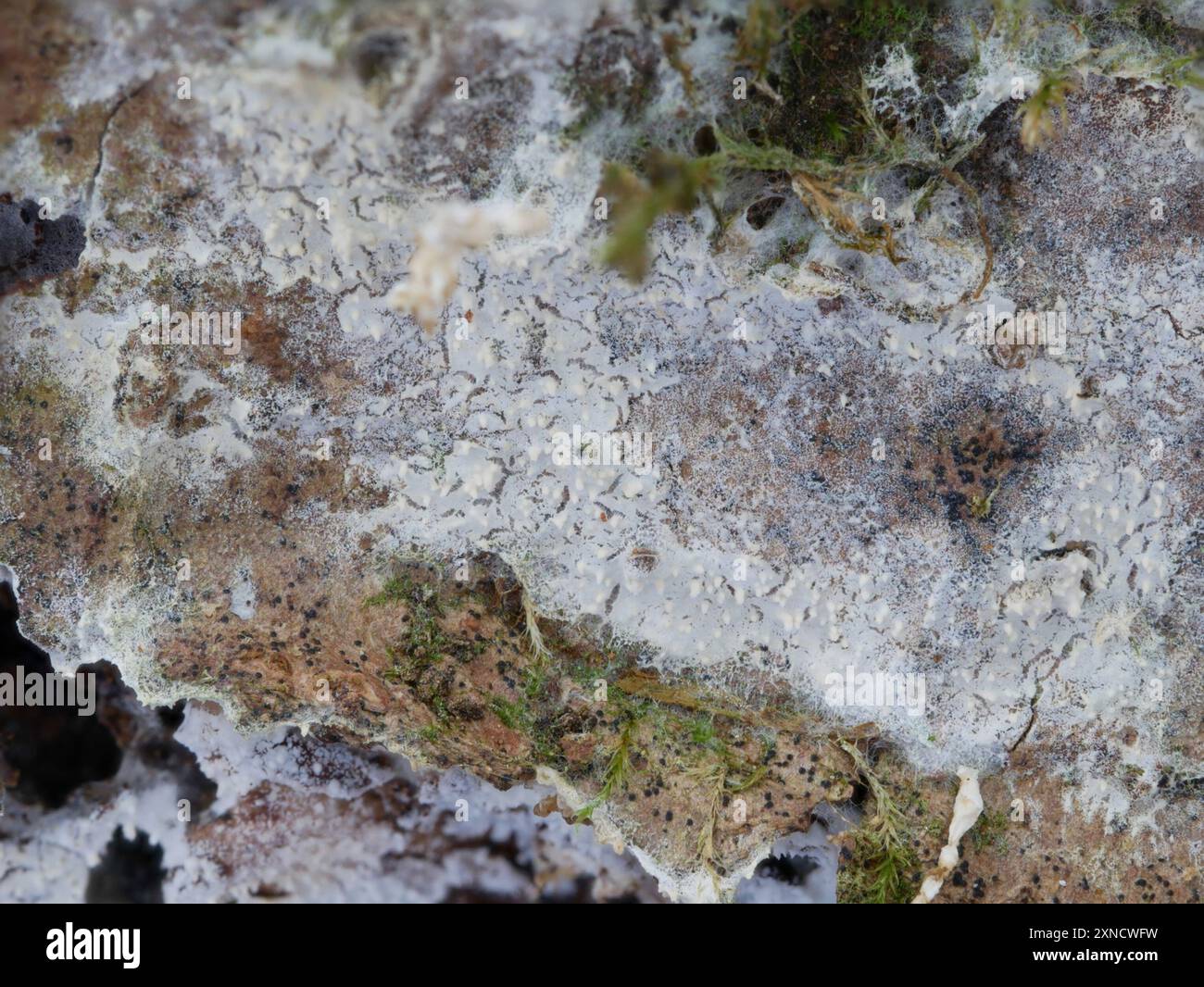 Basidiomycete Fungi (Basidiomycota) Fungi Stock Photo - Alamy
