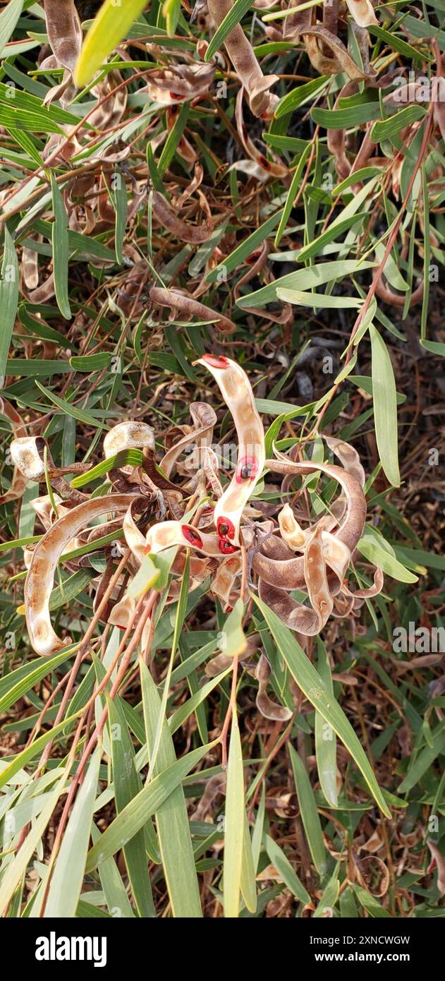 western coastal wattle (Acacia cyclops) Plantae Stock Photo - Alamy