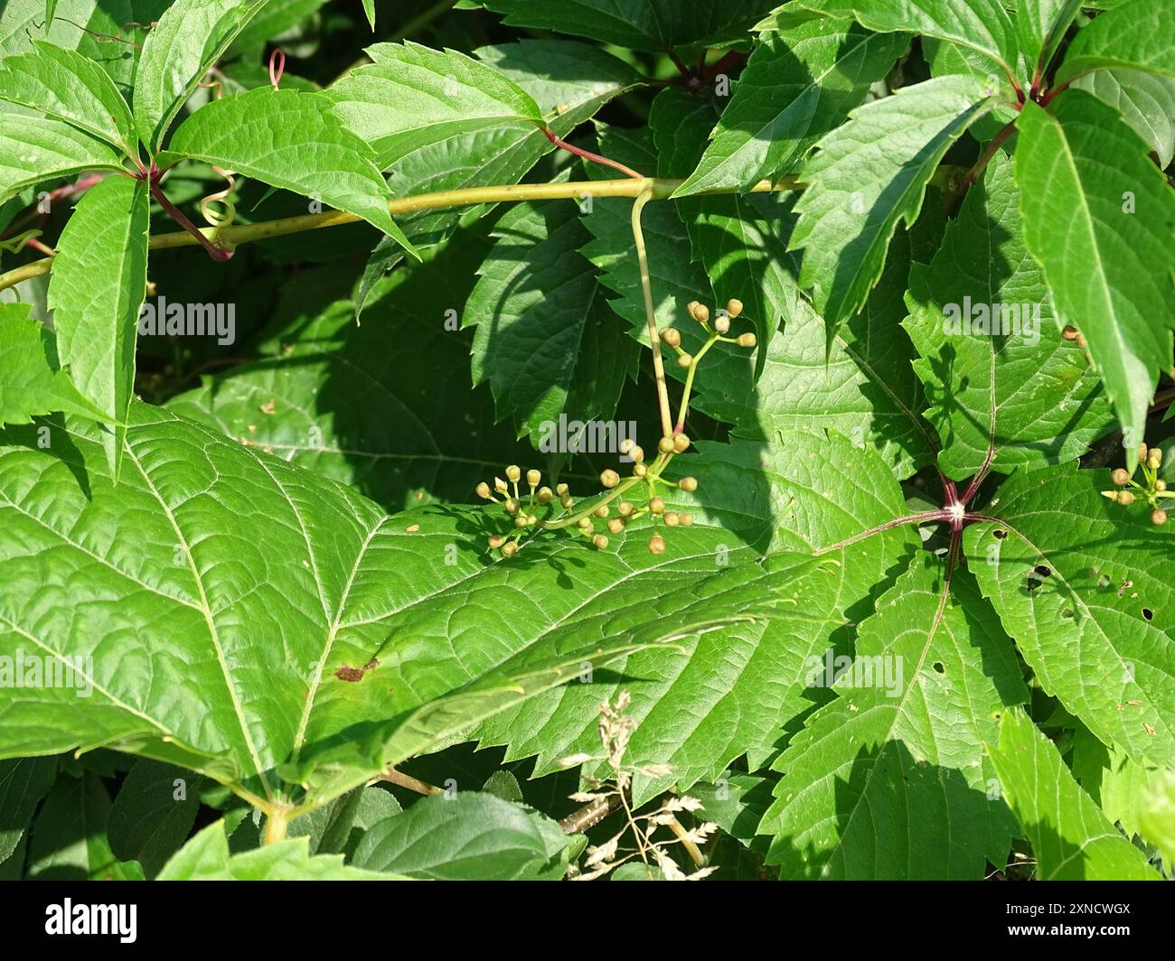 thicket creeper (Parthenocissus inserta) Plantae Stock Photo - Alamy