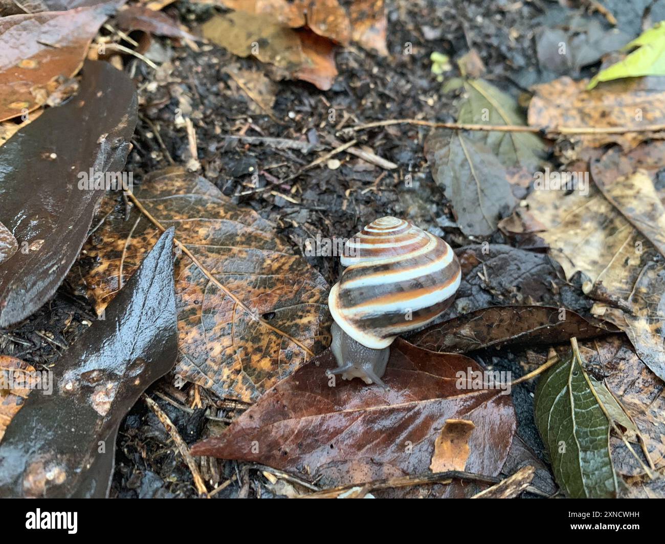 Milk Snail (Otala lactea) Mollusca Stock Photo - Alamy