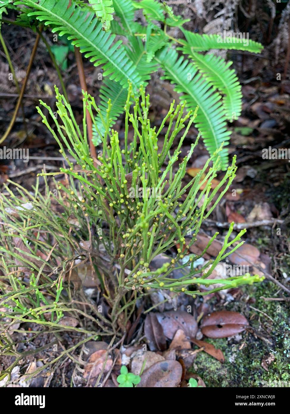 skeleton fork fern (Psilotum nudum) Plantae Stock Photo - Alamy