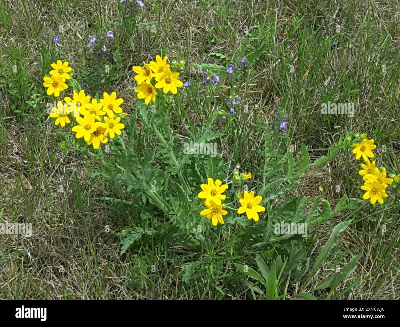 Engelmann daisy (Engelmannia peristenia) Plantae Stock Photo - Alamy