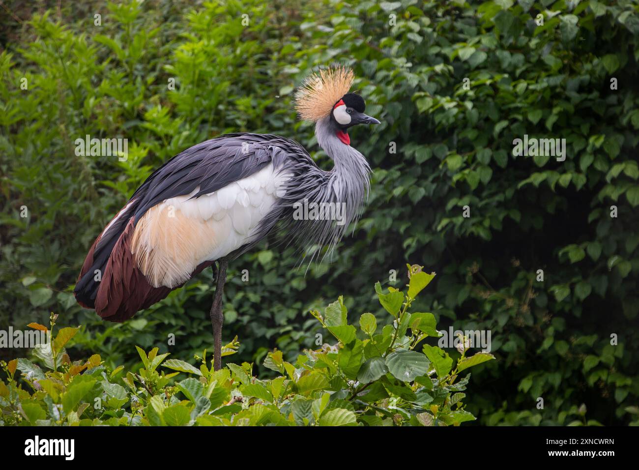 Grey crowned crane (Balearica regulorum), bird perching on a tree ...