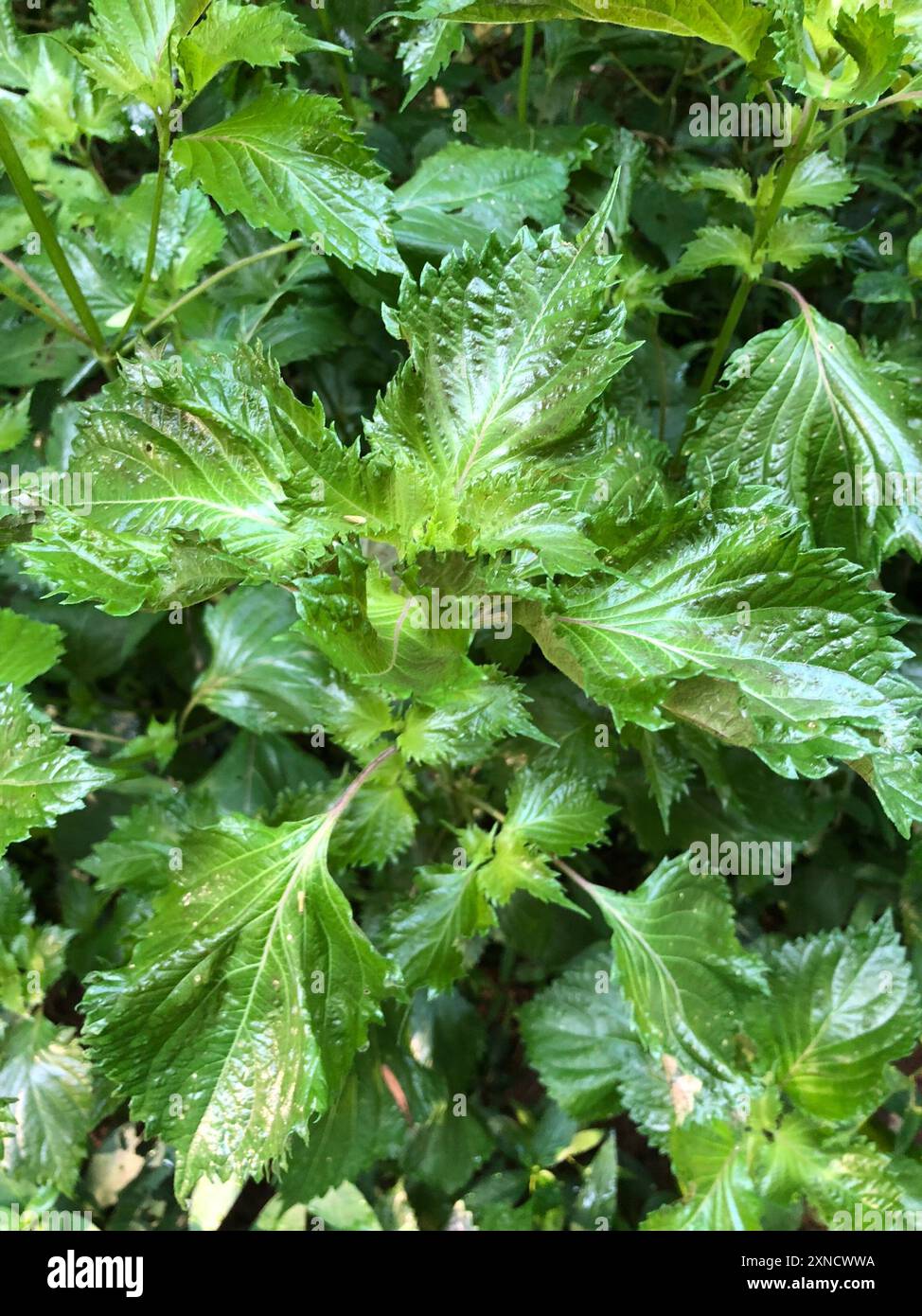 beefsteak plant (Perilla frutescens) Plantae Stock Photo - Alamy