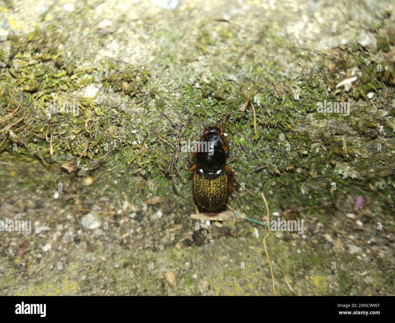Strawberry Seed Beetle (Harpalus rufipes) Insecta Stock Photo - Alamy